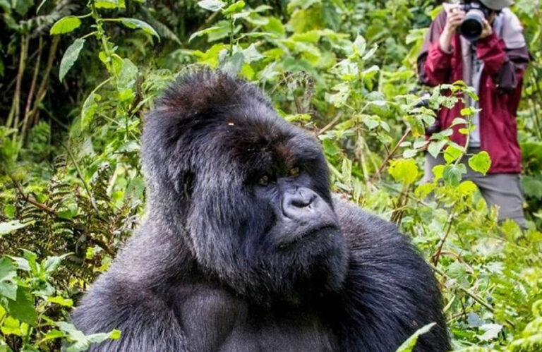 Gorilla Trekking: My Ugandan Adventure - Ugandan Way